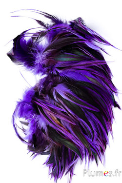 Viola - Piume Piume - Plumes.fr