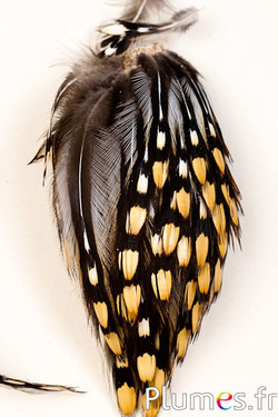 Naturale - Piume Piume - Plumes.fr