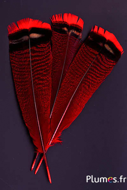 Piume rare - Piume Piume - Plumes.fr