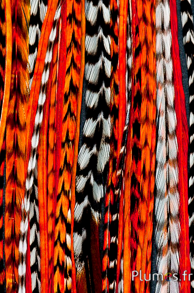 Piume Piume - Plumes.fr