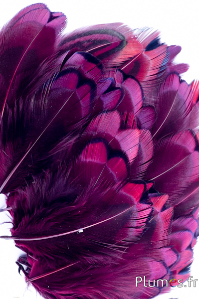 Piume Piume - Plumes.fr